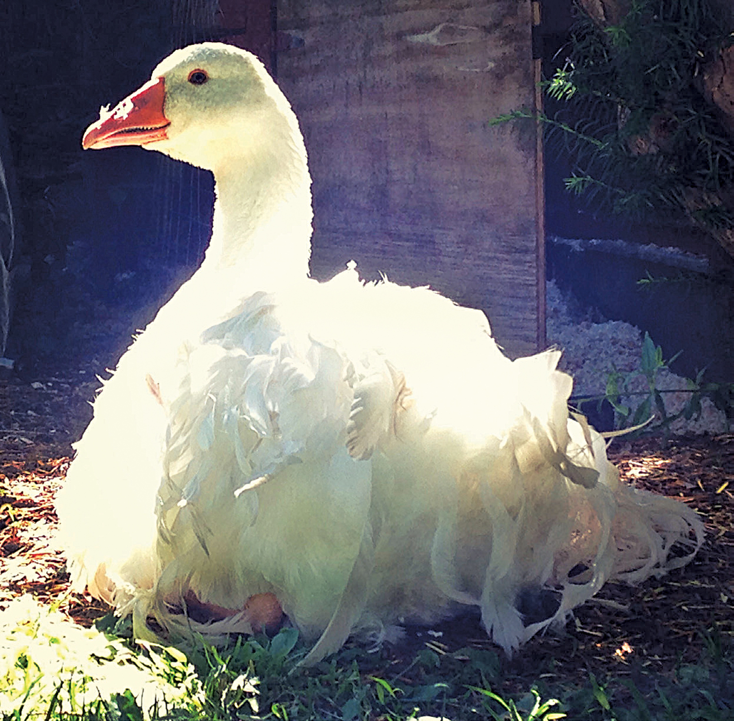 The Sebastopol Goose - Backyard Poultry